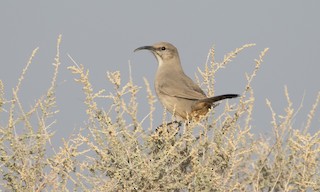 LeConte's Thrasher - Toxostoma lecontei - Birds of the World