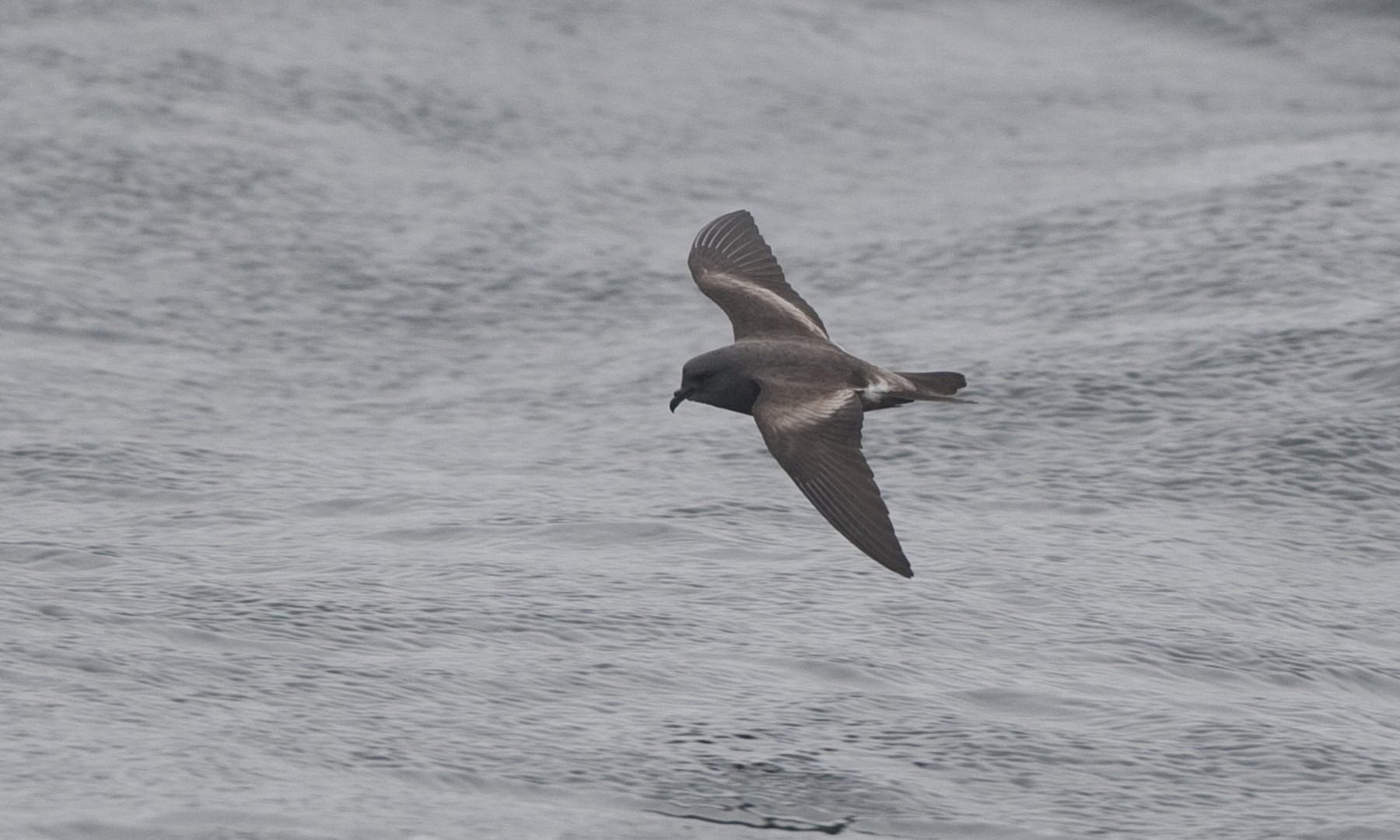Leach's Storm-Petrel (Chapman's) - eBird