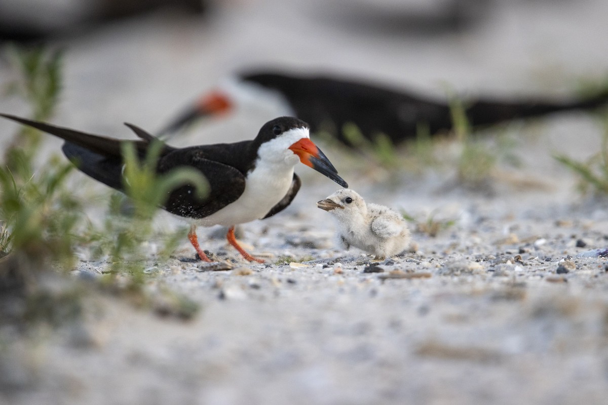 Guide to late nesting species - New York Breeding Bird Atlas