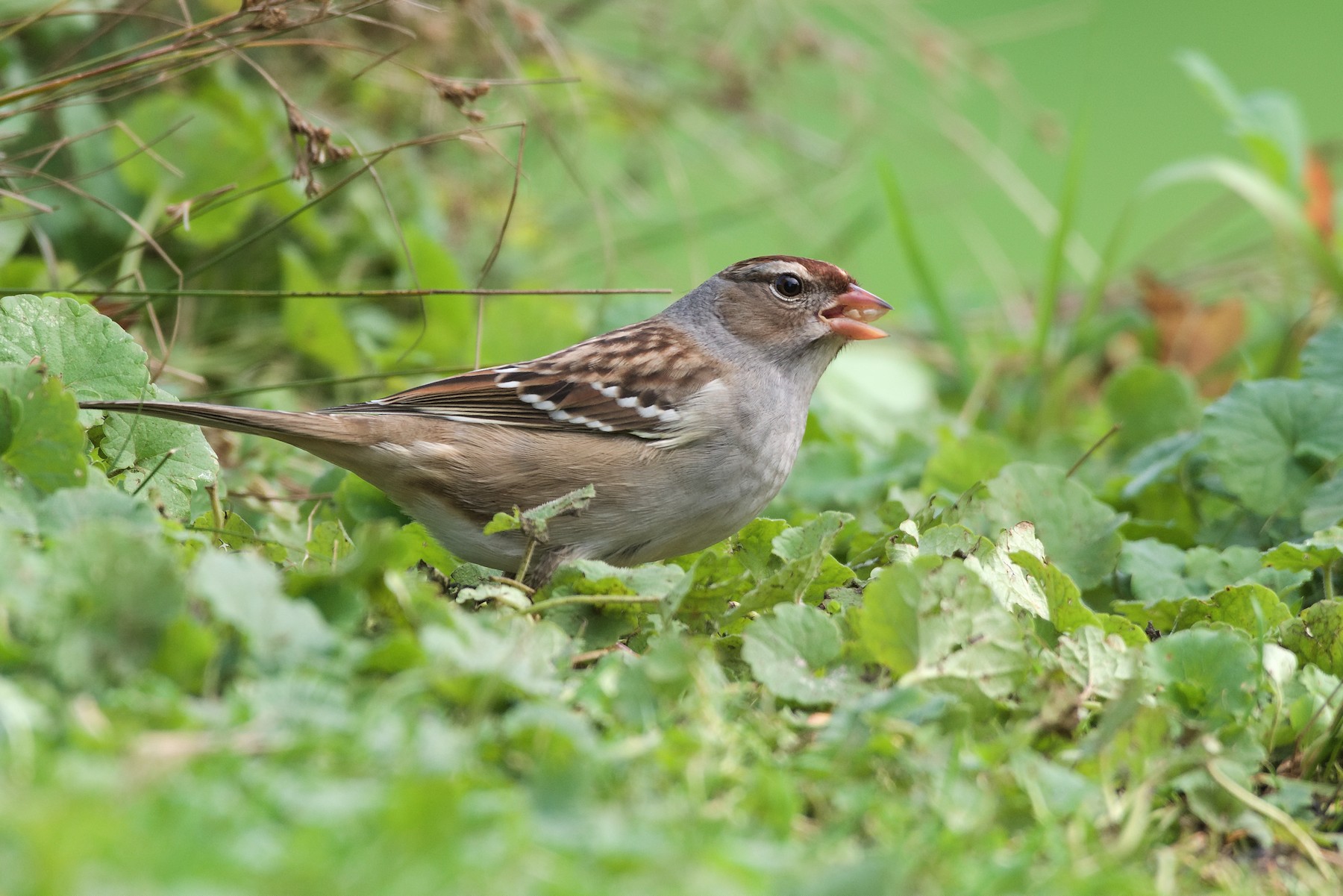 Chingolo Coroniblanco (leucophrys) - eBird
