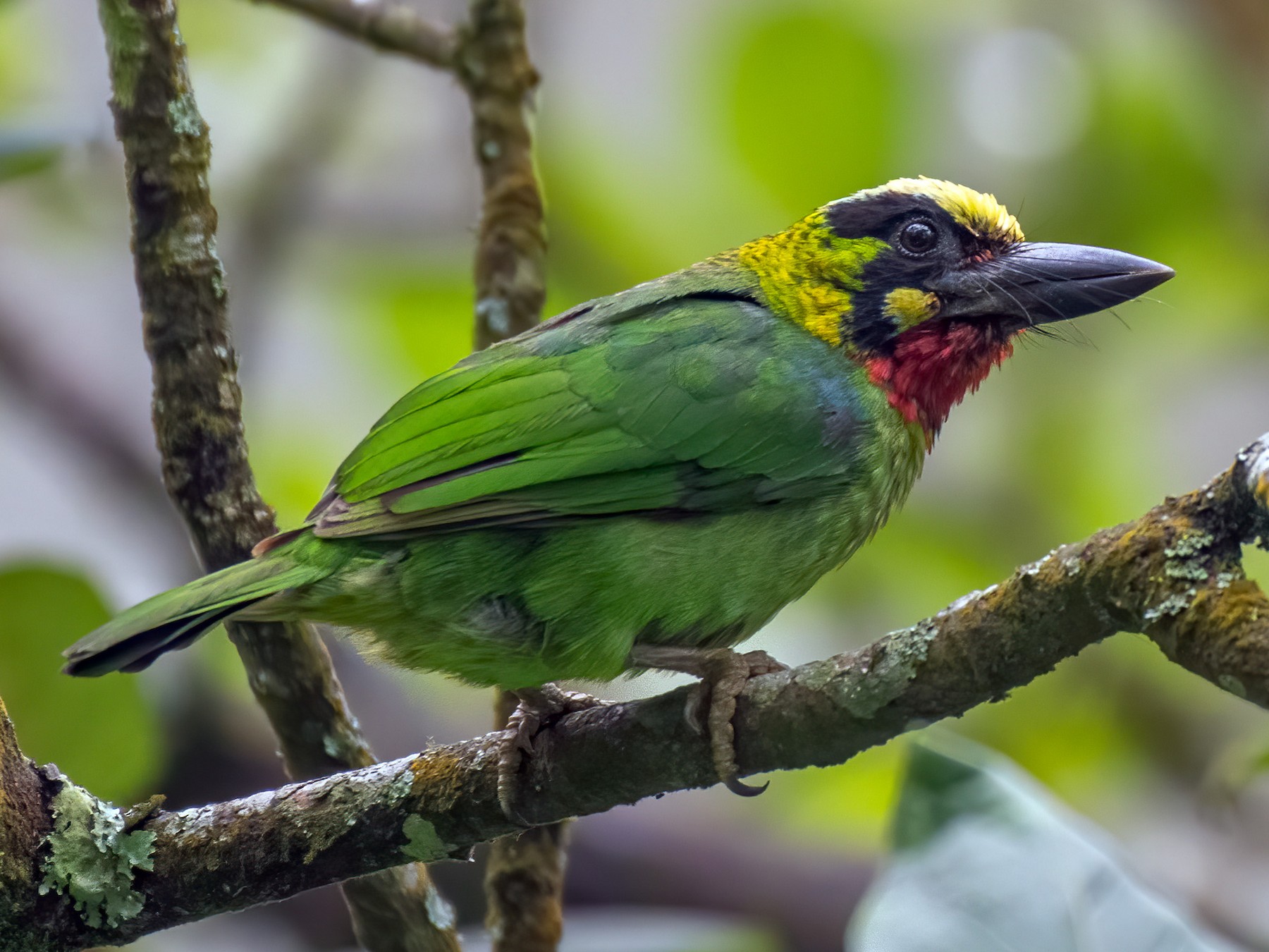 Black-banded Barbet - eBird