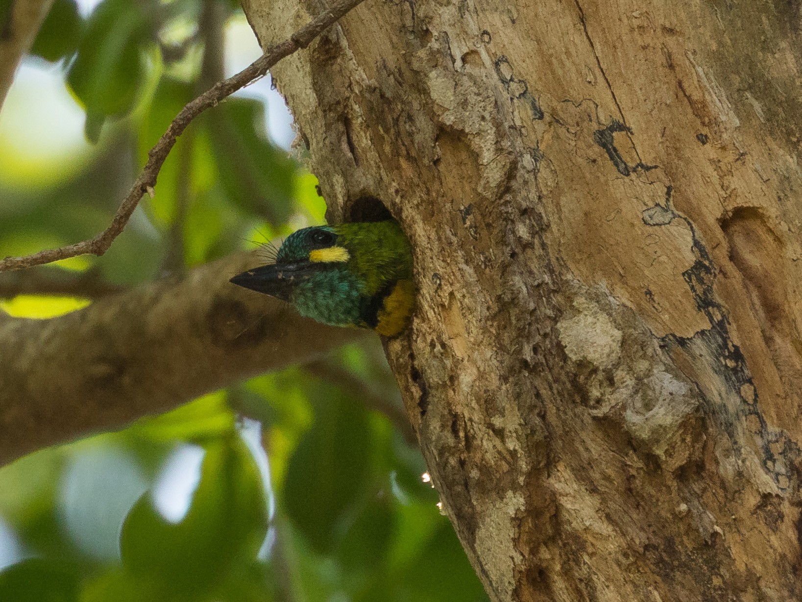 Yellow-eared Barbet - eBird