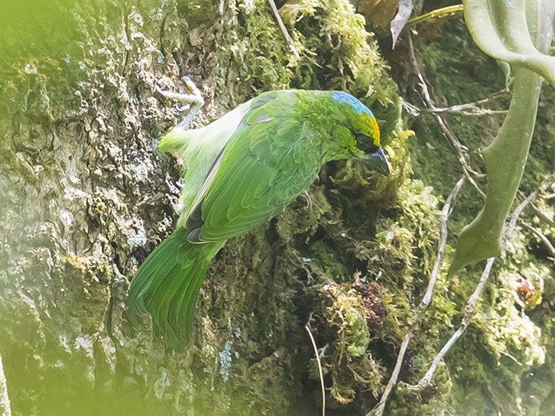 Barbudo Coroniazul - eBird