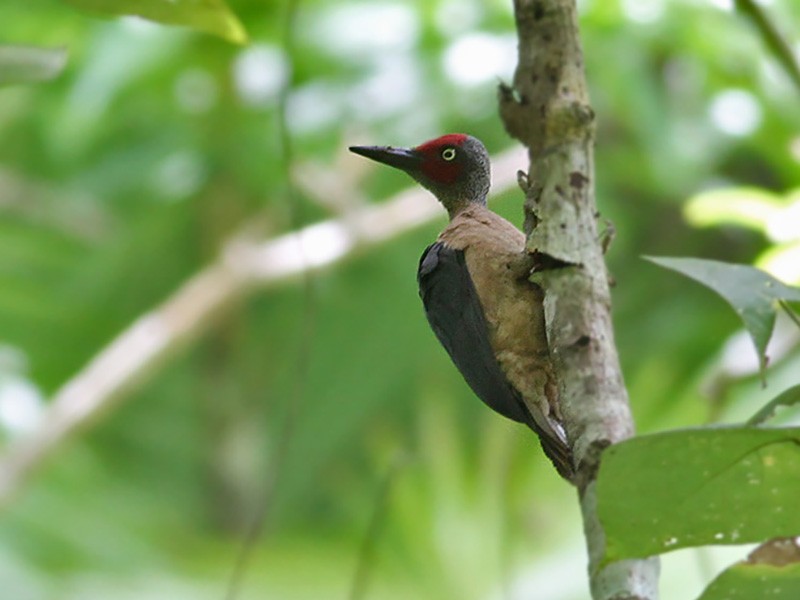 Pelatuk kelabu-sulawesi - eBird