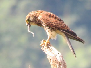 Alap-alap sapi - eBird