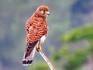 Alap-alap sapi - eBird