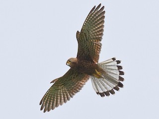 Alap-alap sapi - eBird