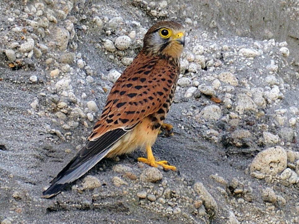 Spotted Kestrel - eBird