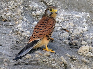 Spotted Kestrel - eBird