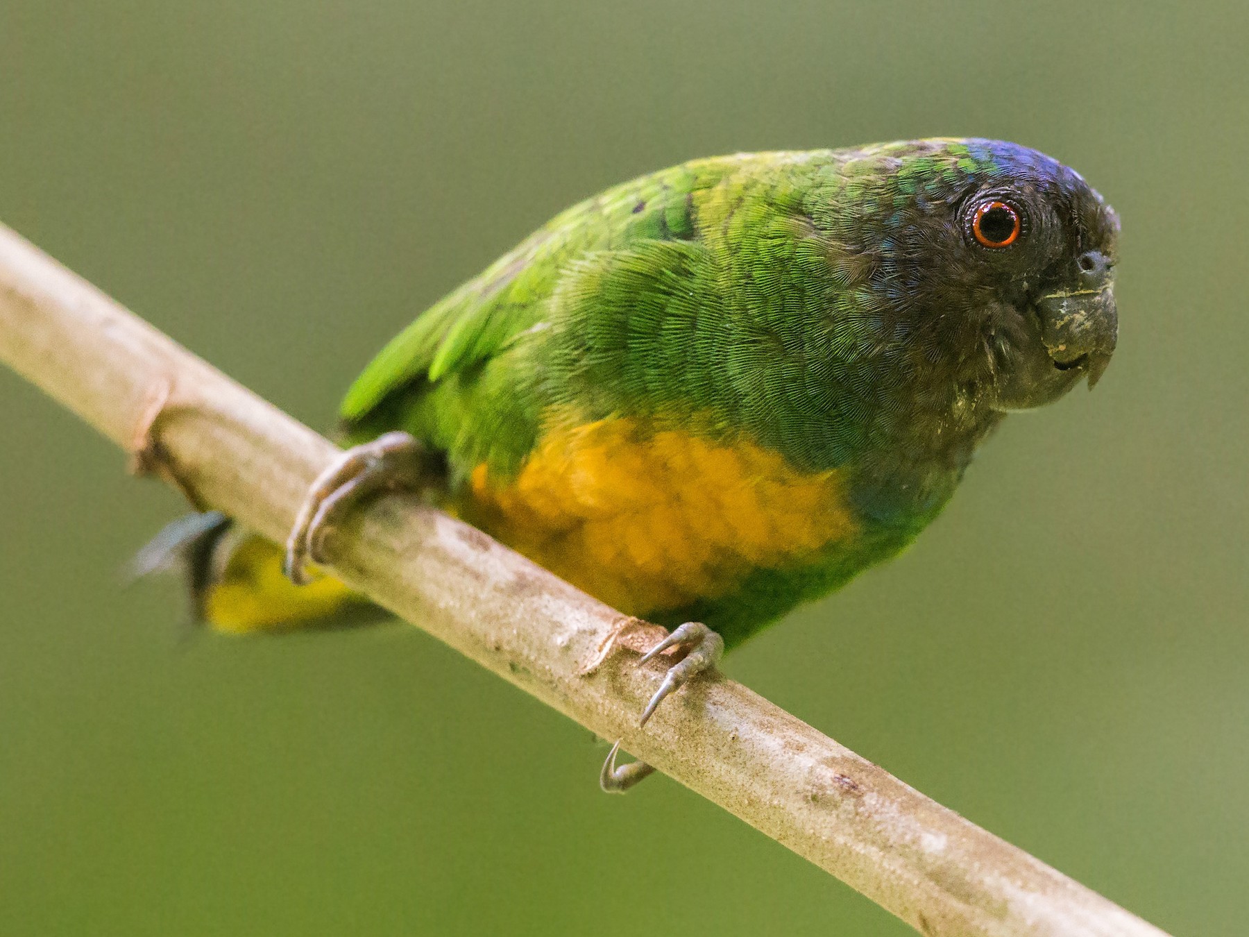 Geelvink Pygmy-Parrot - eBird