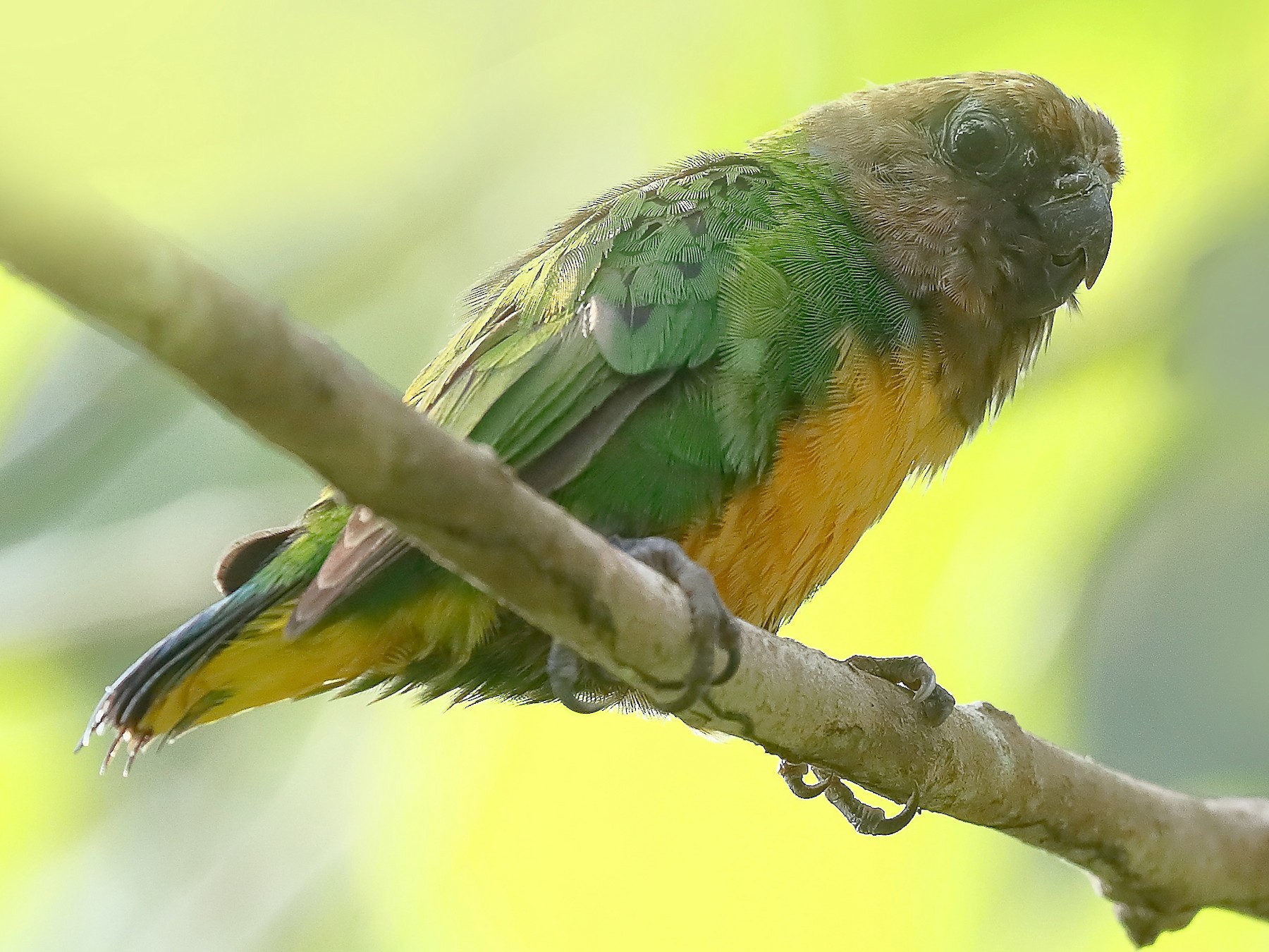 Geelvink Pygmy-Parrot - eBird