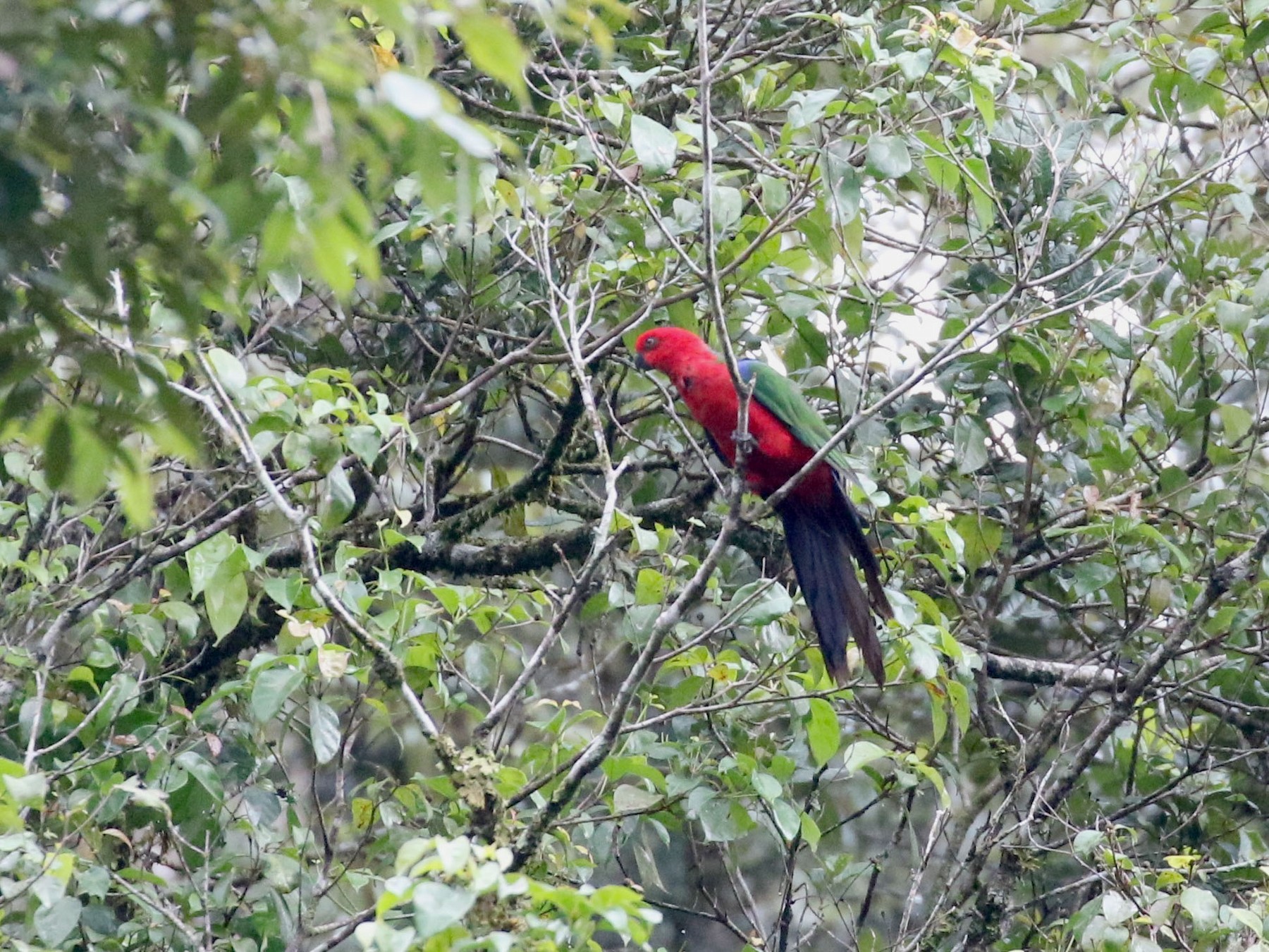 Moluccan King-Parrot - eBird
