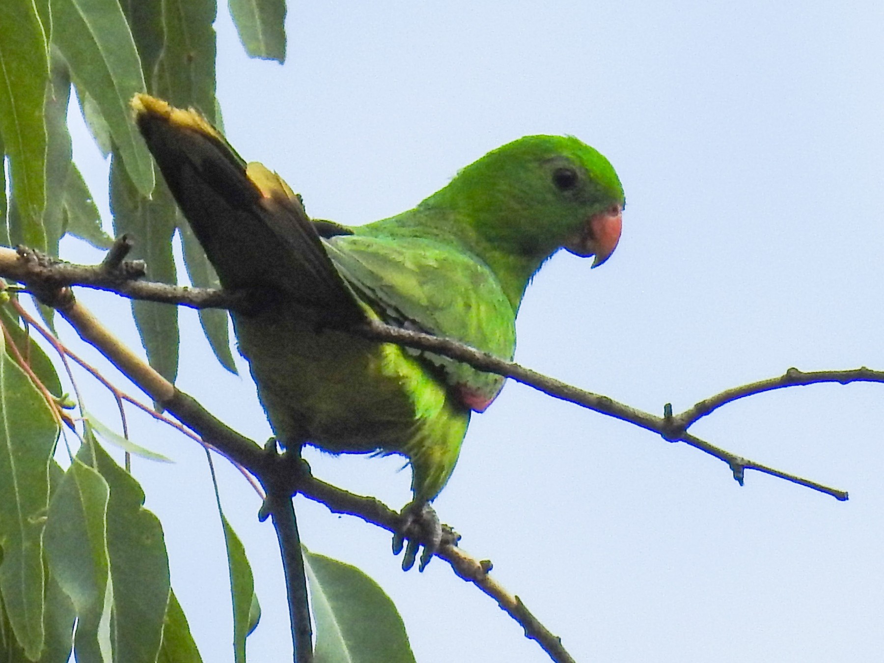 Olive-shouldered Parrot - eBird