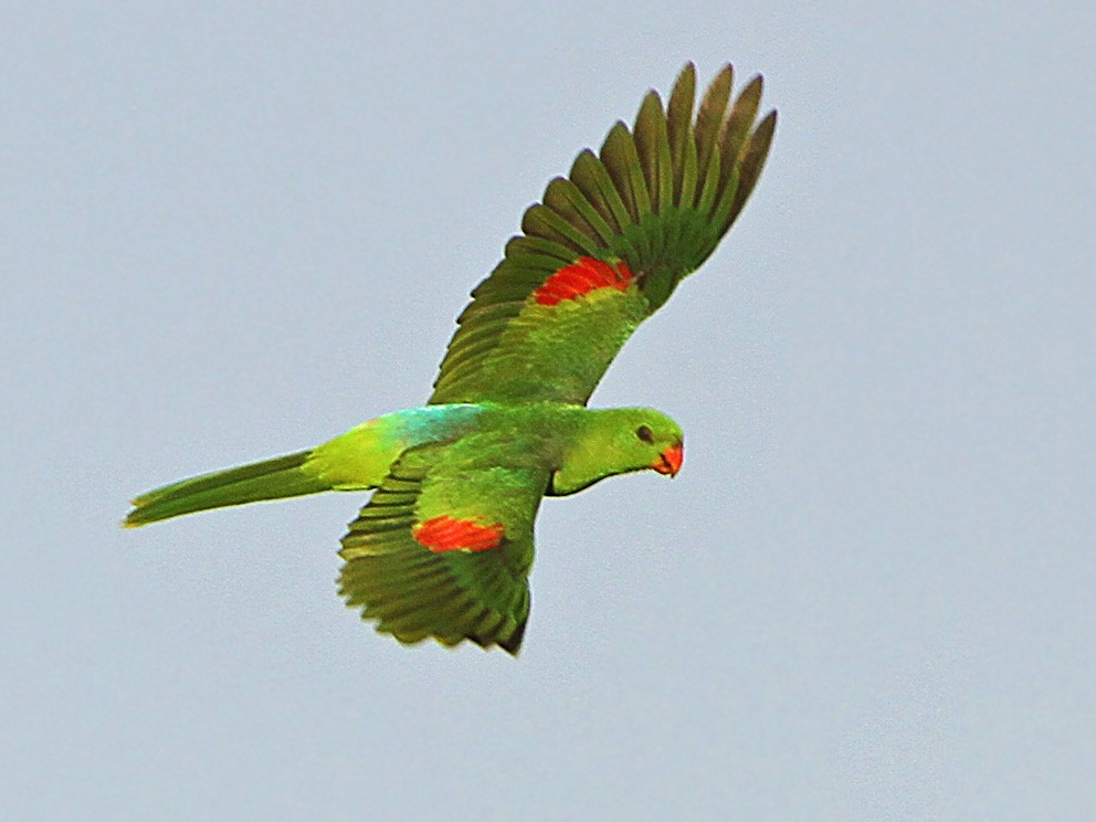 Olive-shouldered Parrot - eBird