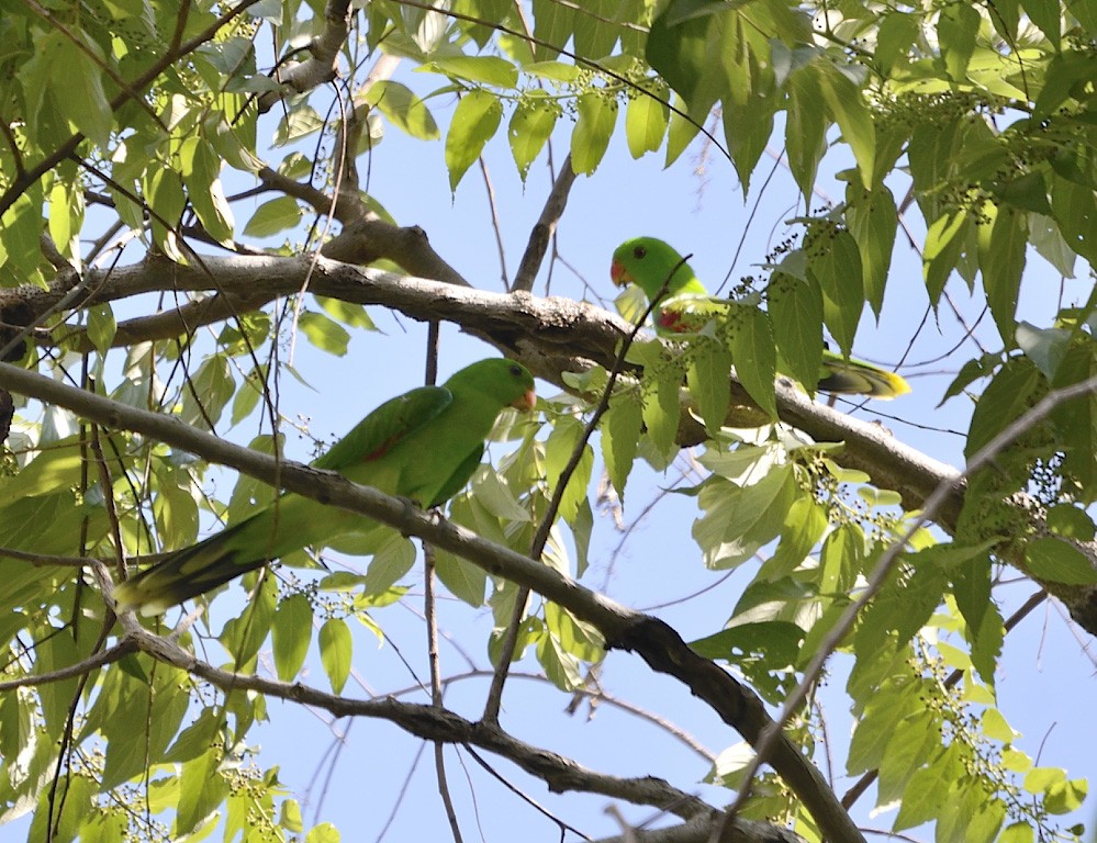 Nuri-raja kembang - eBird