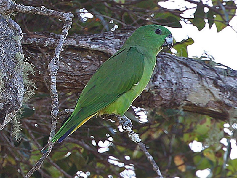 Buru Racquet-tail - Prioniturus mada - Birds of the World