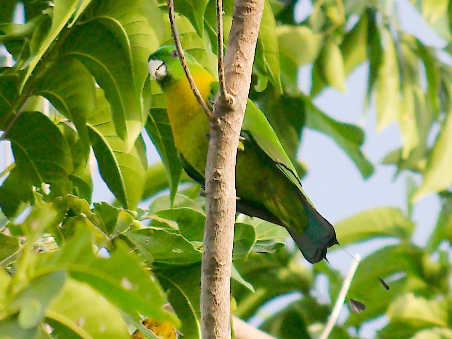 Yellow-breasted racquet-tail - eBird