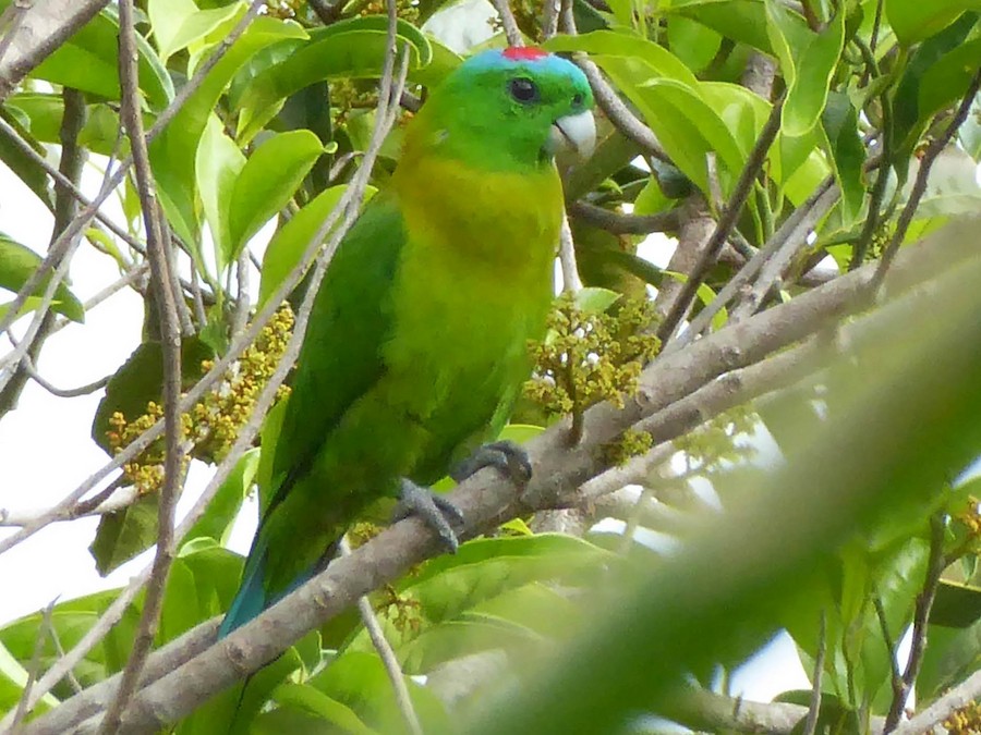 Yellow-breasted Racquet-tail - eBird