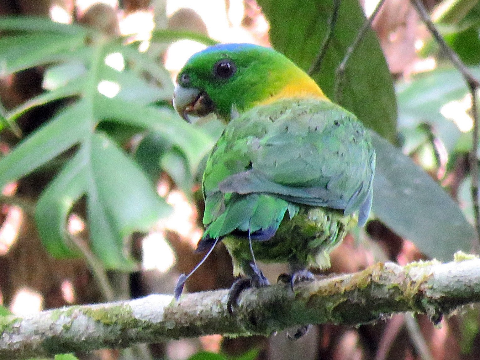 Yellow-breasted Racquet-tail - eBird