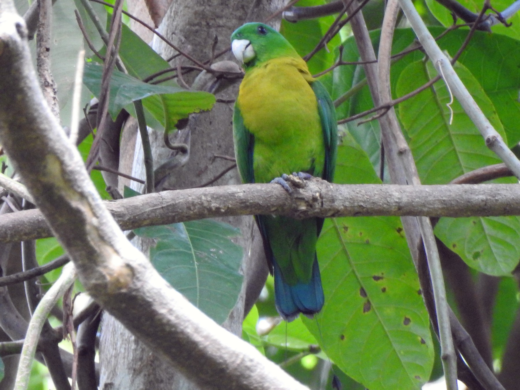 Yellow-breasted Racquet-tail - eBird