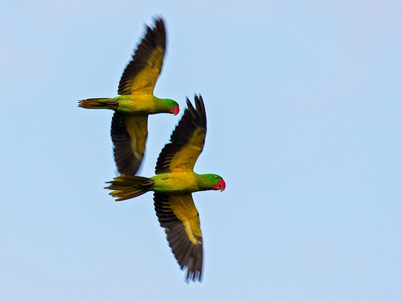 Great-billed Parrot - eBird