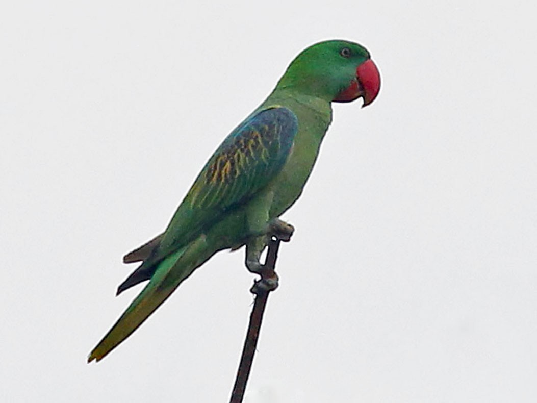Great-billed Parrot - eBird