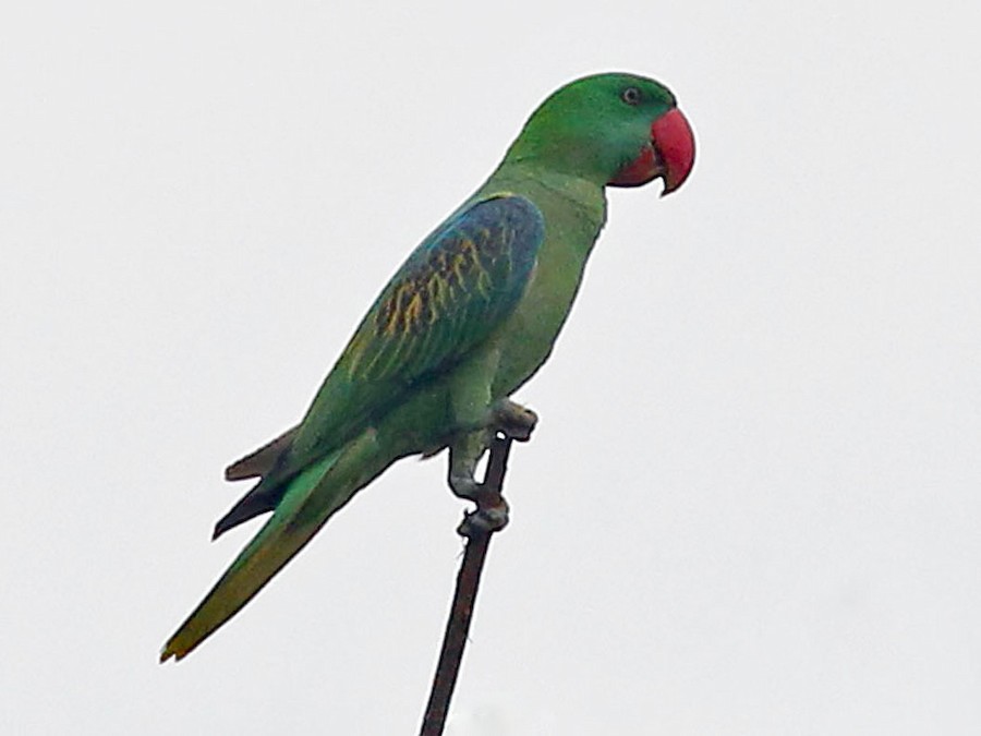Great-billed Parrot - eBird