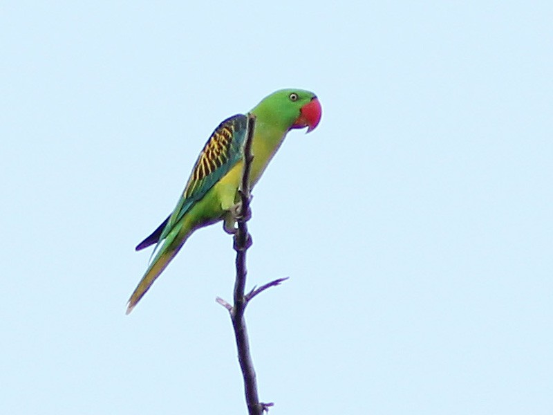 Great-billed Parrot - eBird