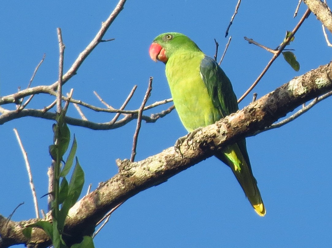 Blue-backed/Azure-rumped Parrot - eBird
