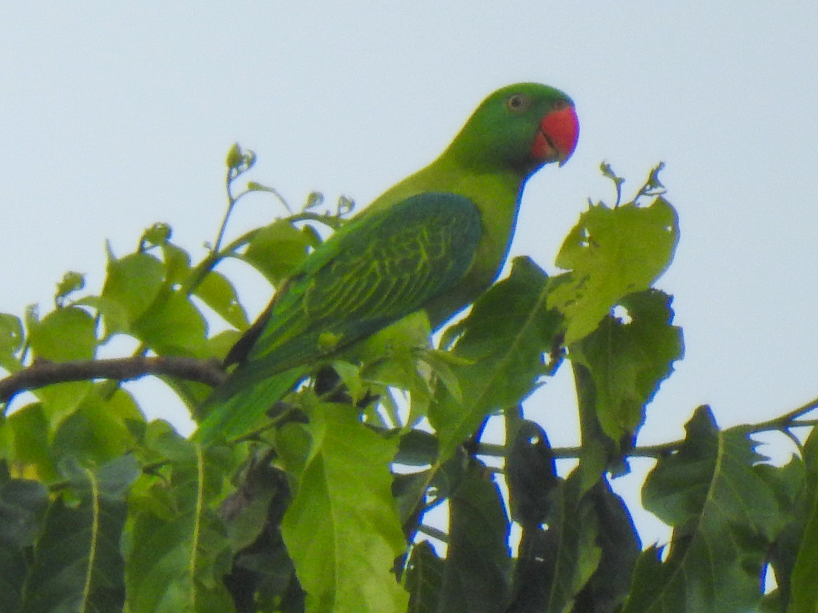 Blue-backed/Azure-rumped Parrot - eBird