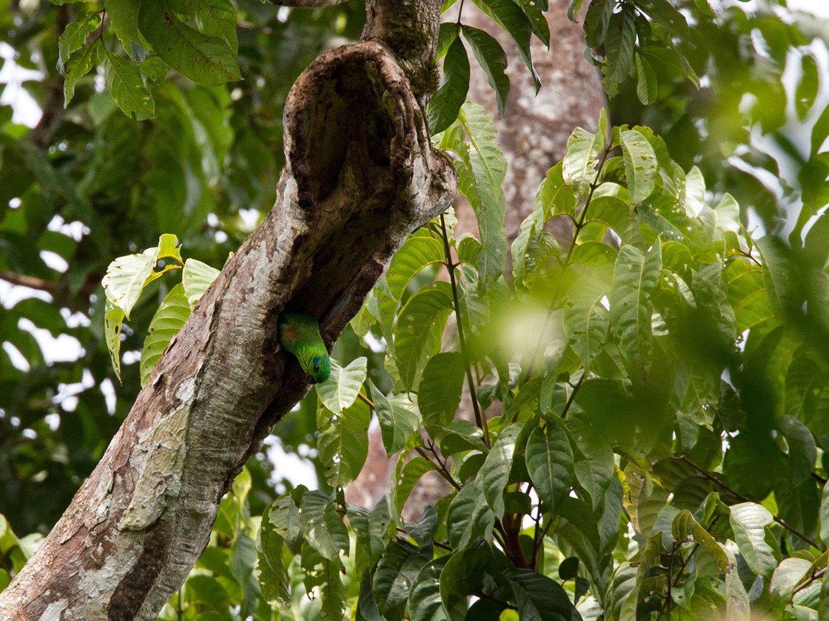Lorito de Salvadori - eBird