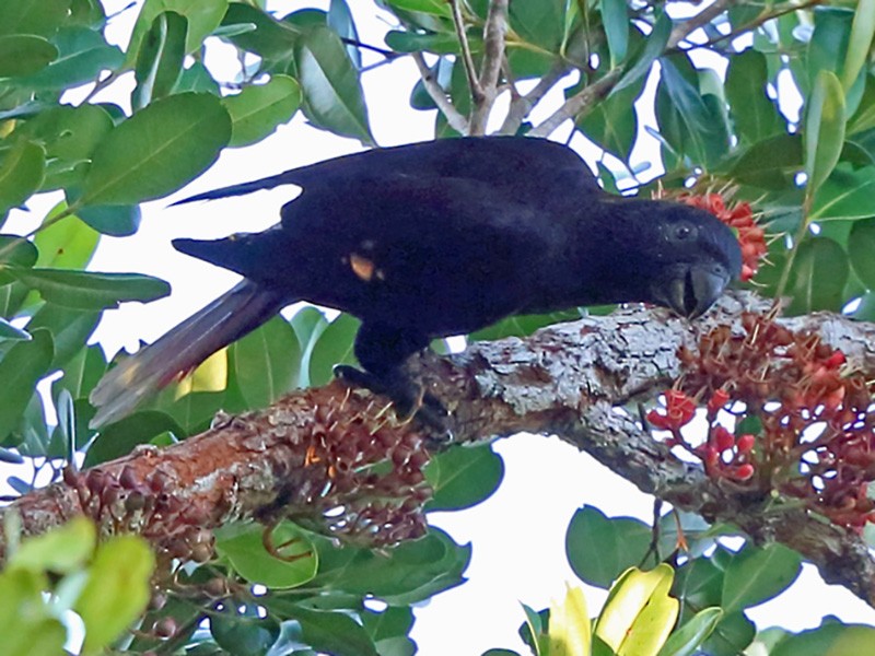 Black Lory - eBird