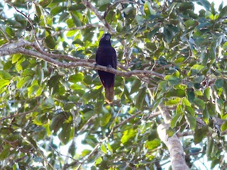 Black Lory - eBird