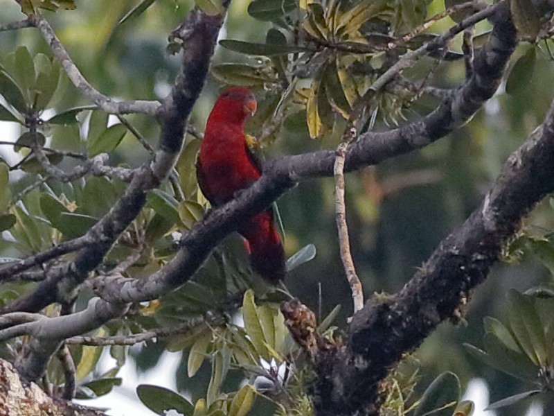 Chattering Lory - eBird