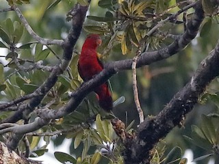Chattering Lory - eBird