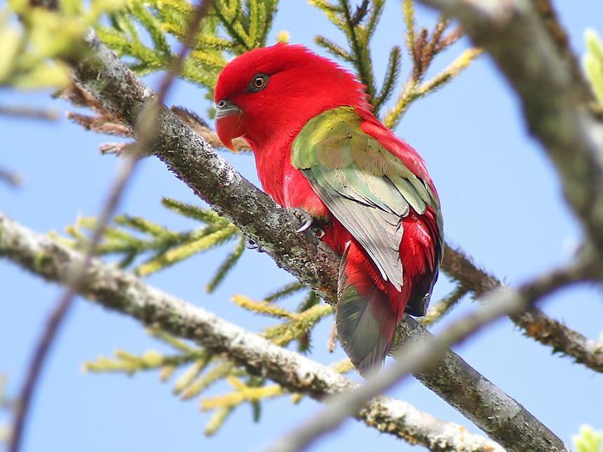 Chattering Lory - eBird