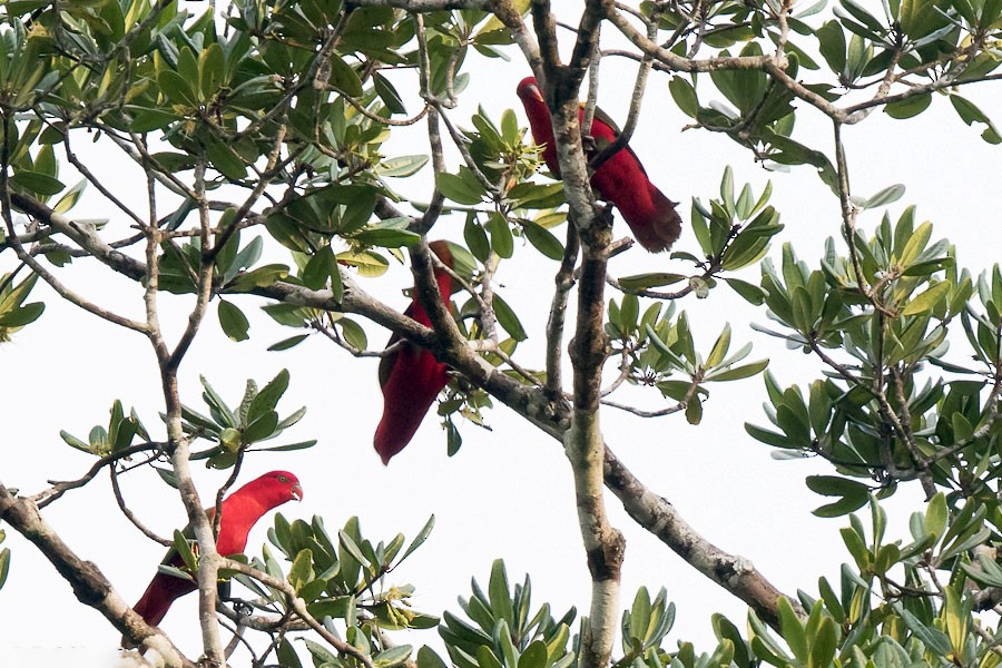 Chattering Lory - eBird