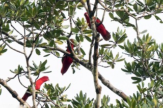 Chattering Lory - eBird