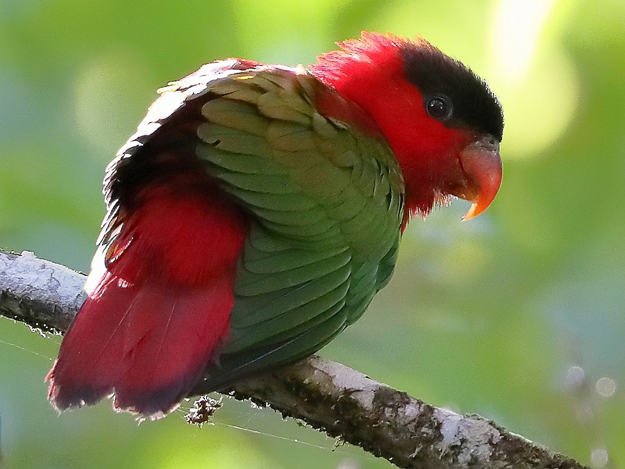 Purple-naped Lory - eBird
