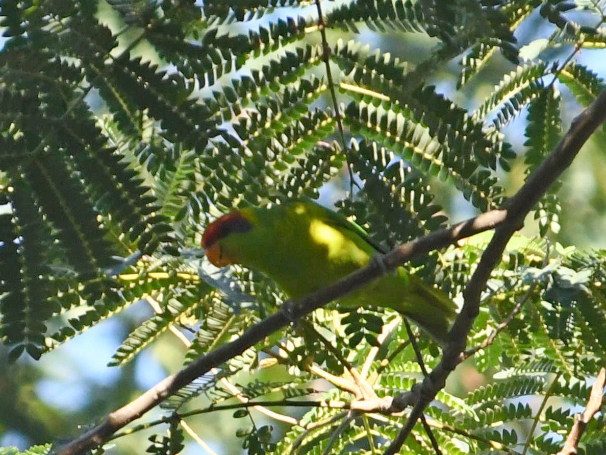 Iris Lorikeet - eBird