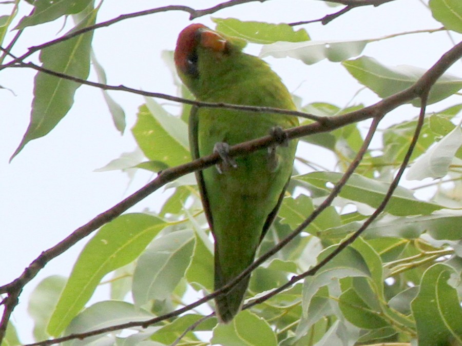 Iris Lorikeet - eBird