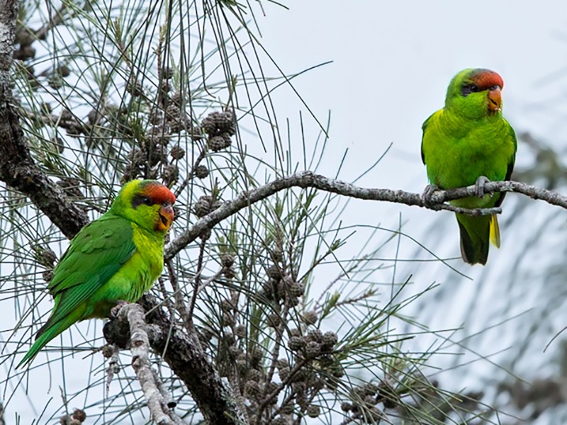 Iris Lorikeet - eBird