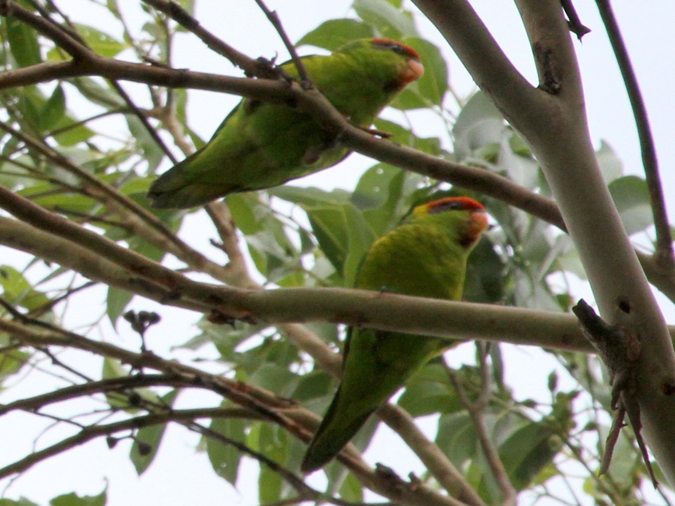 Iris Lorikeet - eBird