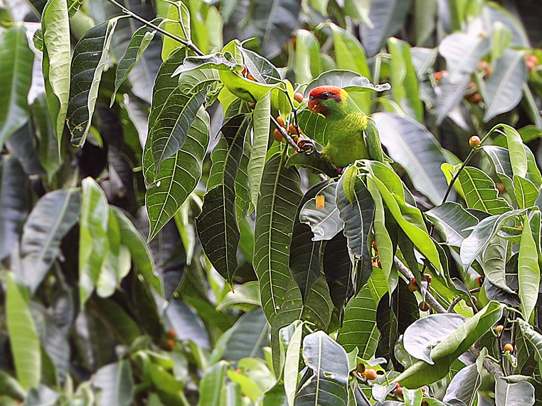 Iris Lorikeet - eBird