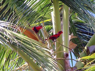 Red-and-blue Lory - eBird