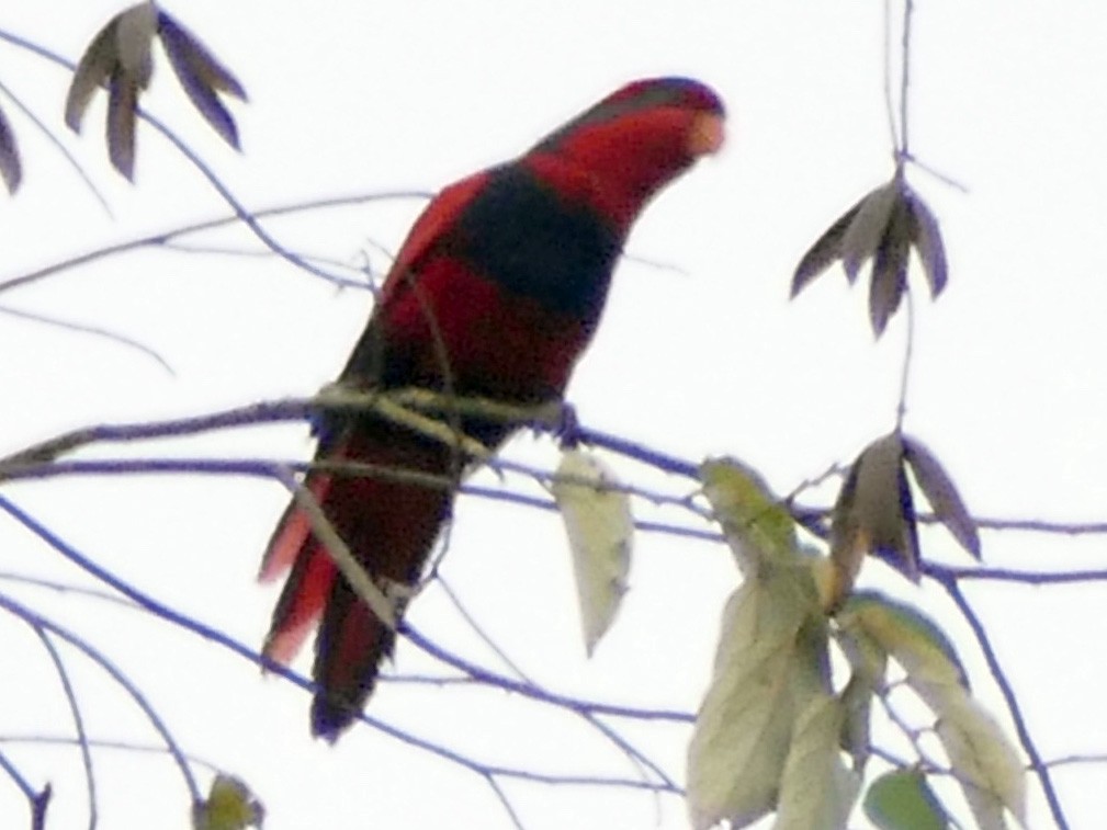 Red-and-blue Lory - eBird