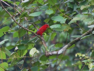 Red Lory - eBird