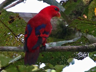 Red Lory - eBird