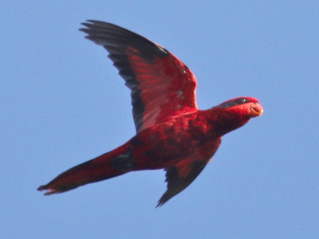 Blue-streaked Lory - eBird