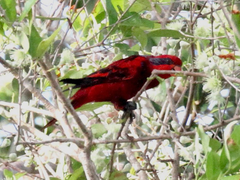Blue-streaked Lory - eBird